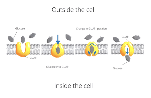 GLUT1 Transporter Deficiency and the Ketogenic Diet